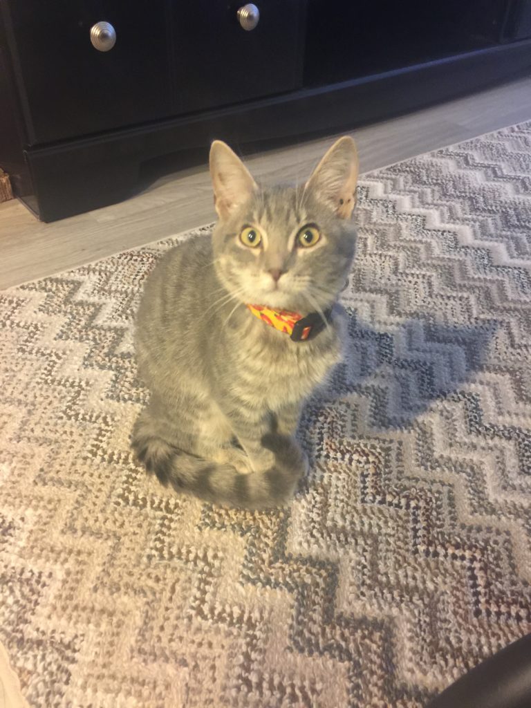 7 Reasons to Adopt A Cat - Cat Daddy Rescue